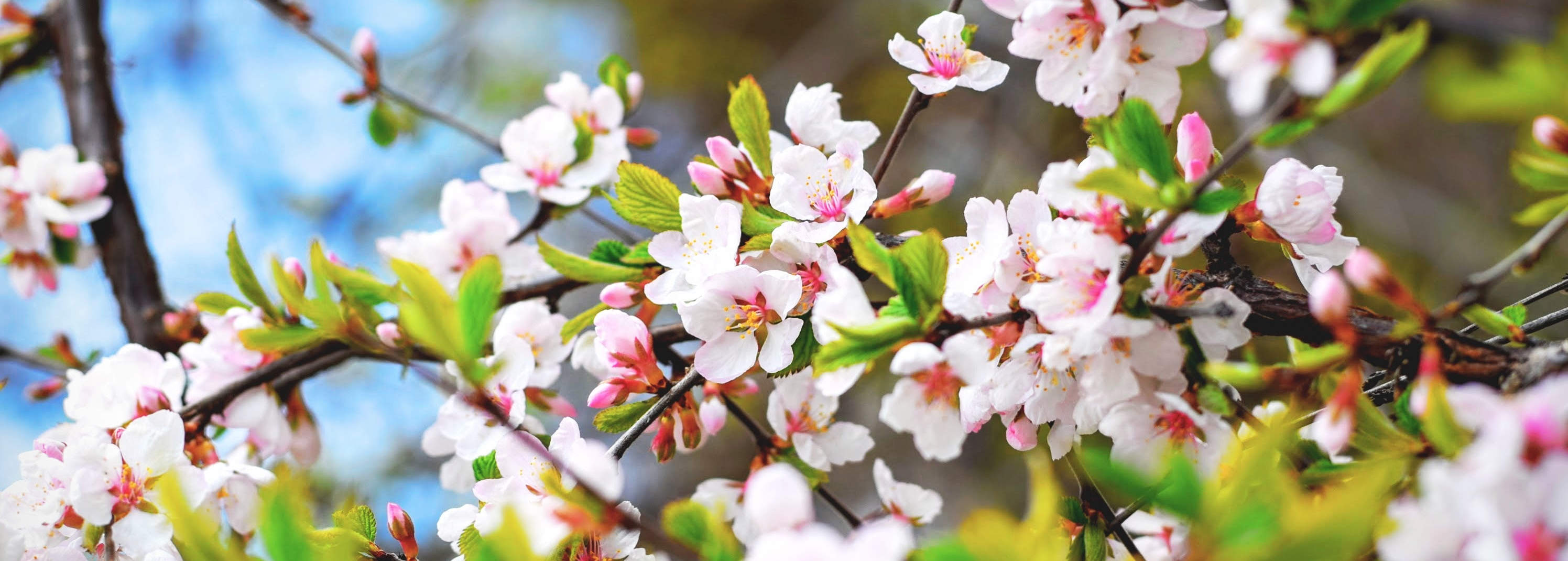 BookStack Project Update for March 2023 · BookStack